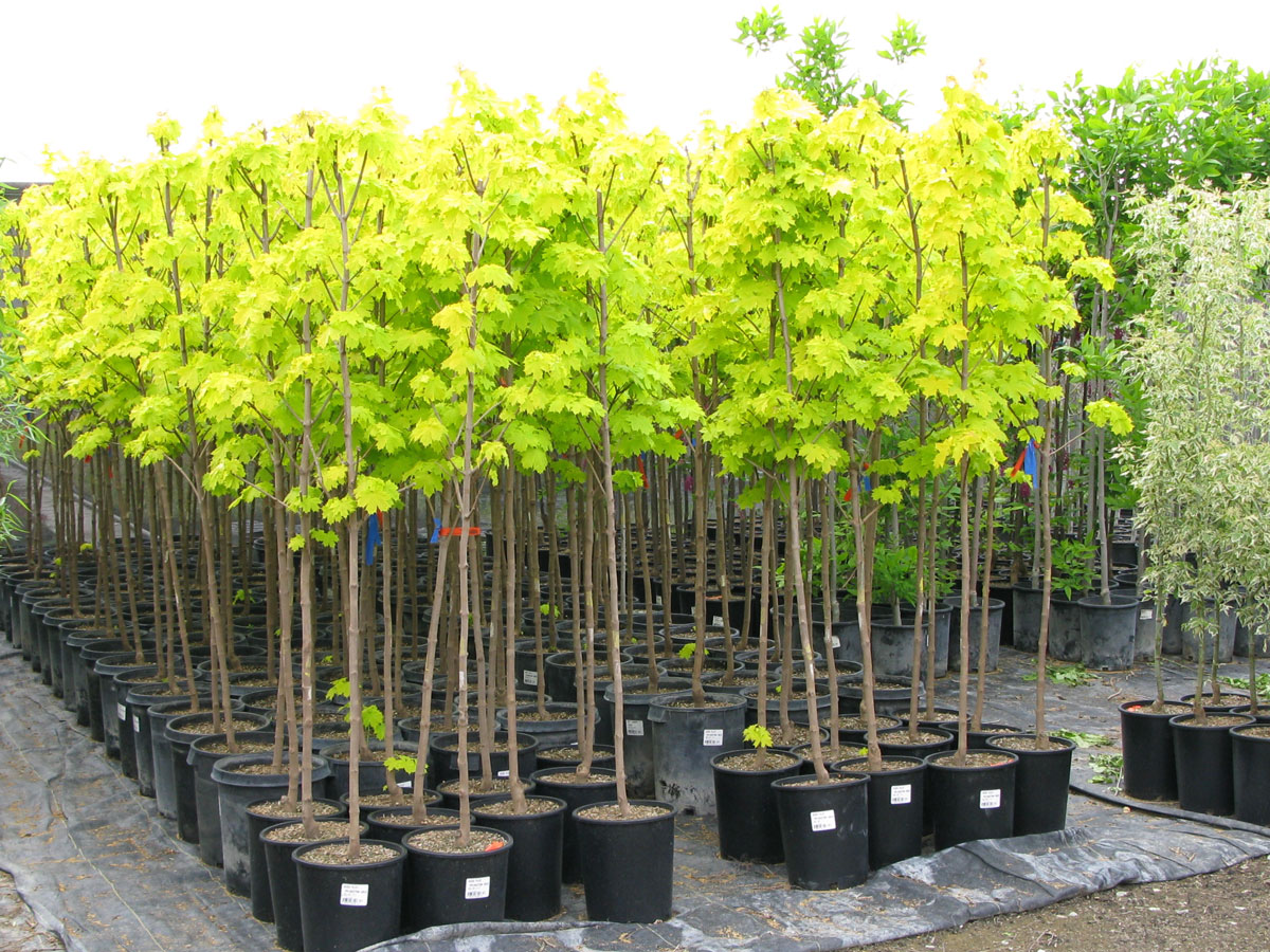 Current Availability | Alta Nursery