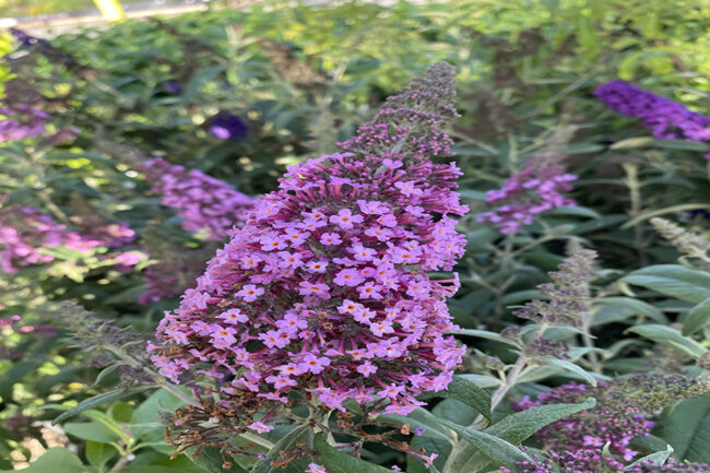 Buddleia davidii ‘Pink Charm’ | Alta Nursery