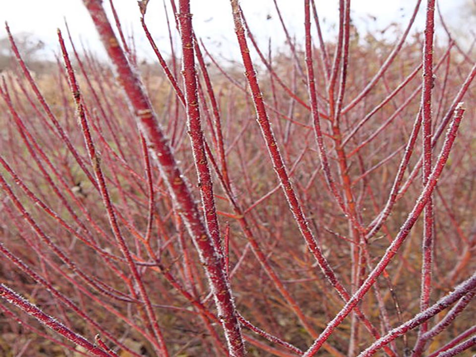 Cornus Proven Winners® Color Choice® Arctic Fire® | Alta Nursery