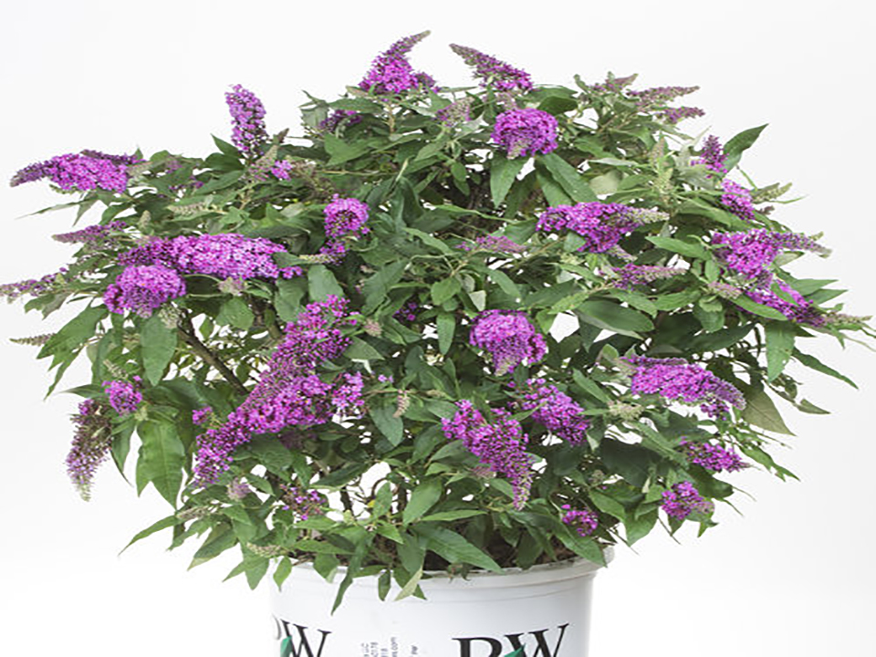 Buddleia Proven Winners® Color Choice® Pugster Periwinkle® | Alta Nursery