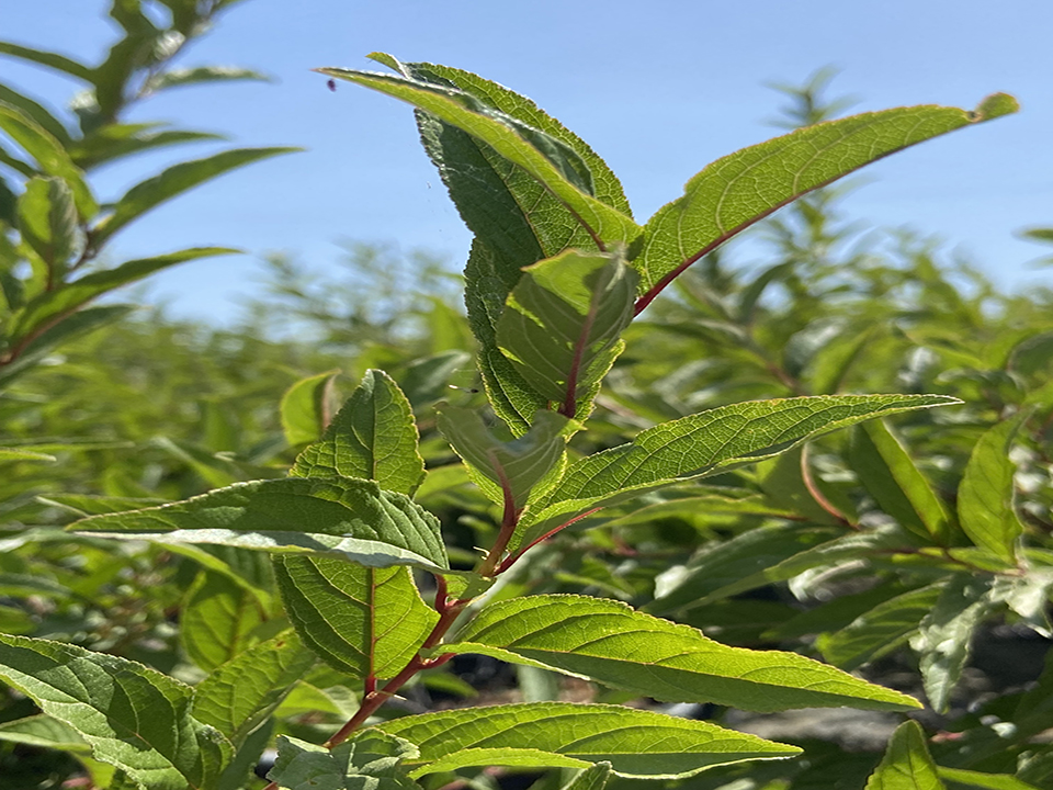 Shrubs test page | Alta Nursery