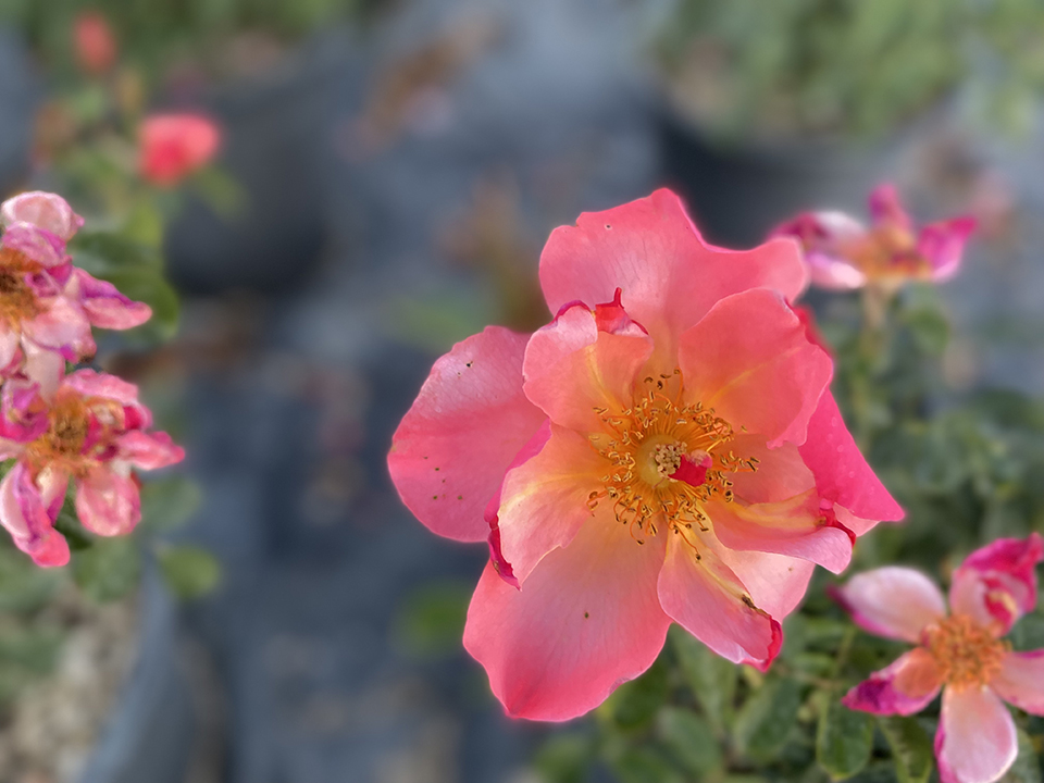 Rosa Easy Elegance® All the Rage | Alta Nursery